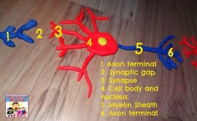 31 Interactive Anatomy Activities to Teach About the Human Body