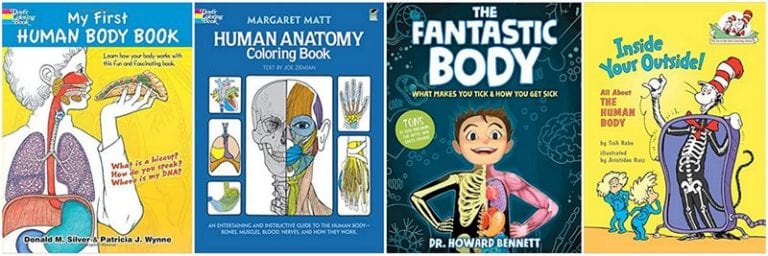 31 Interactive Anatomy Activities to Teach About the Human Body