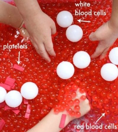 31 Interactive Anatomy Activities to Teach About the Human Body