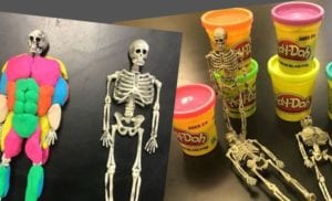 31 Interactive Anatomy Activities to Teach About the Human Body