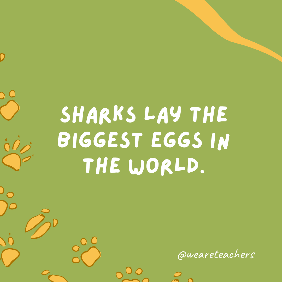 290 Fascinating Animal Facts That Will Amaze You - Jelettay.com