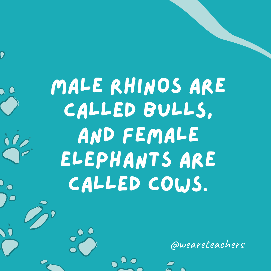 290 Fascinating Animal Facts That Will Amaze You - Jelettay.com