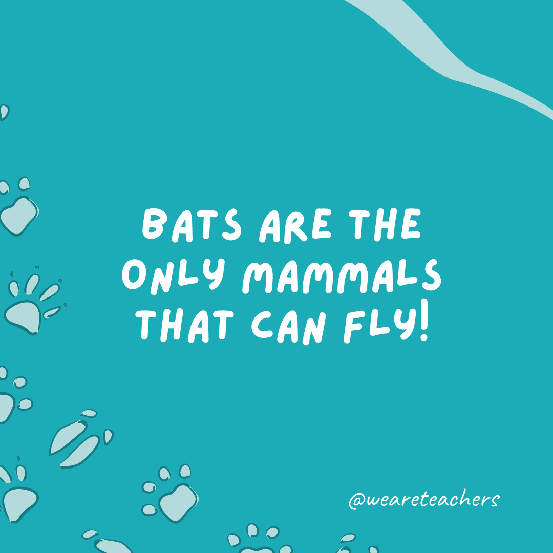290 Fascinating Animal Facts That Will Amaze You