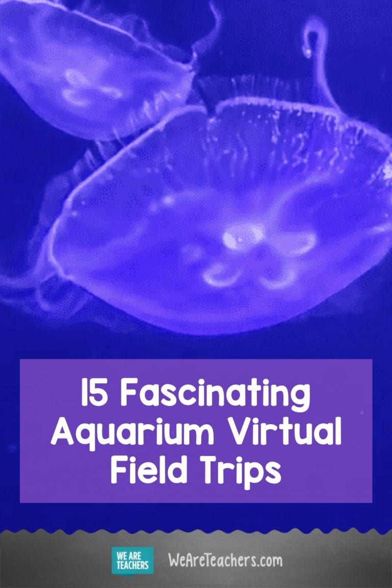 15 Fascinating Aquarium Virtual Field Trips - We Are Teachers
