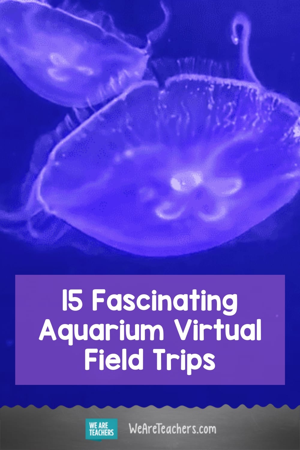 15 Fascinating Aquarium Virtual Field Trips - We Are Teachers