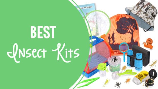 10 Buzz Worthy Creepy Crawly Insect Kits For the Classroom