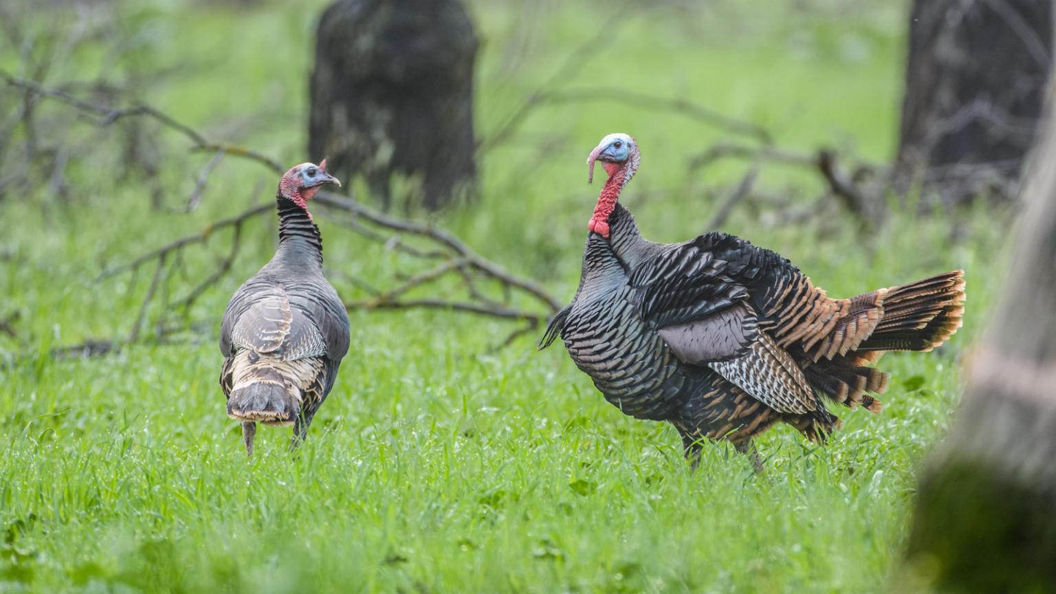 Can Turkeys Fly?