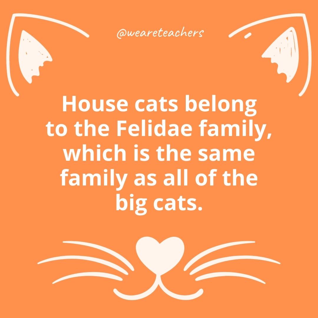 25 Cat Facts for Kids That Are Purrrfect for All Ages