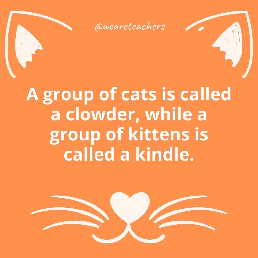25 Cat Facts for Kids That Are Purrrfect for All Ages