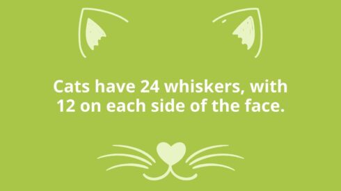 25 Cat Facts for Kids That Are Purrrfect for All Ages