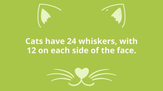 65 Educational Brain Breaks for Kids