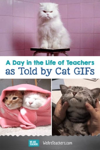 A Day in the Life of Teachers as Told by Cat GIFs - WeAreTeachers