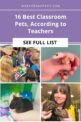16 Best Classroom Pets, According to Teachers