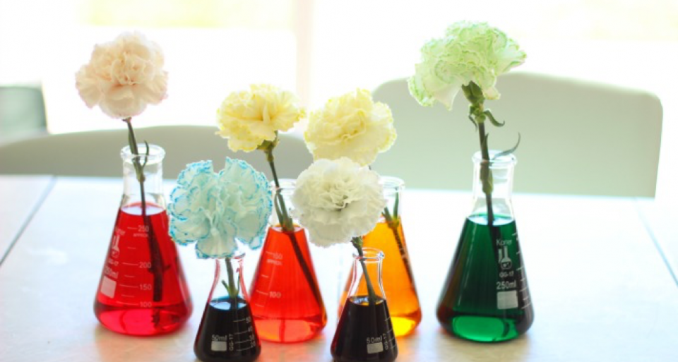 55 Easy Kindergarten Science Experiments for Hands-On Learning