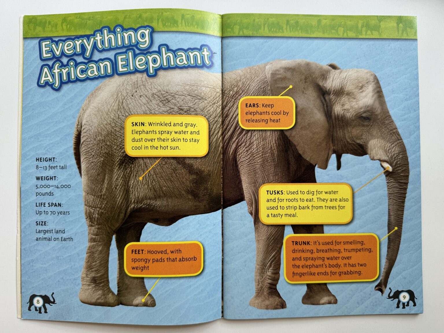 What Are Text Features? Examples and How To Teach Them