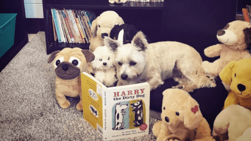 Dogs in the Classroom Improve SEL, Cognitive, and Even Reading Skills