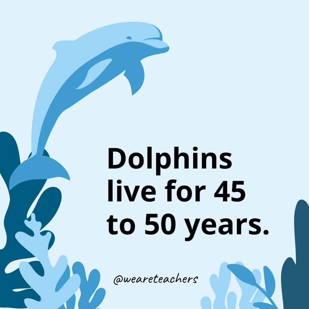 40 Dolphin Facts That Will Blow Your Mind