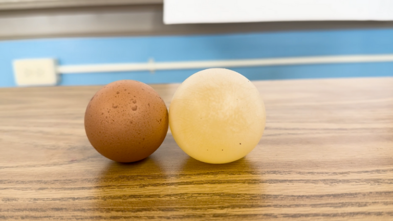 Egg and Vinegar Experiment: How-To Plus Free Recording Sheet