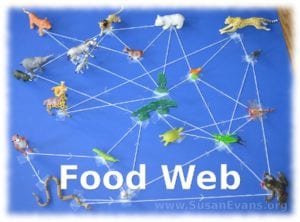 25 Fun Food Web and Food Chain Activities - June 2025