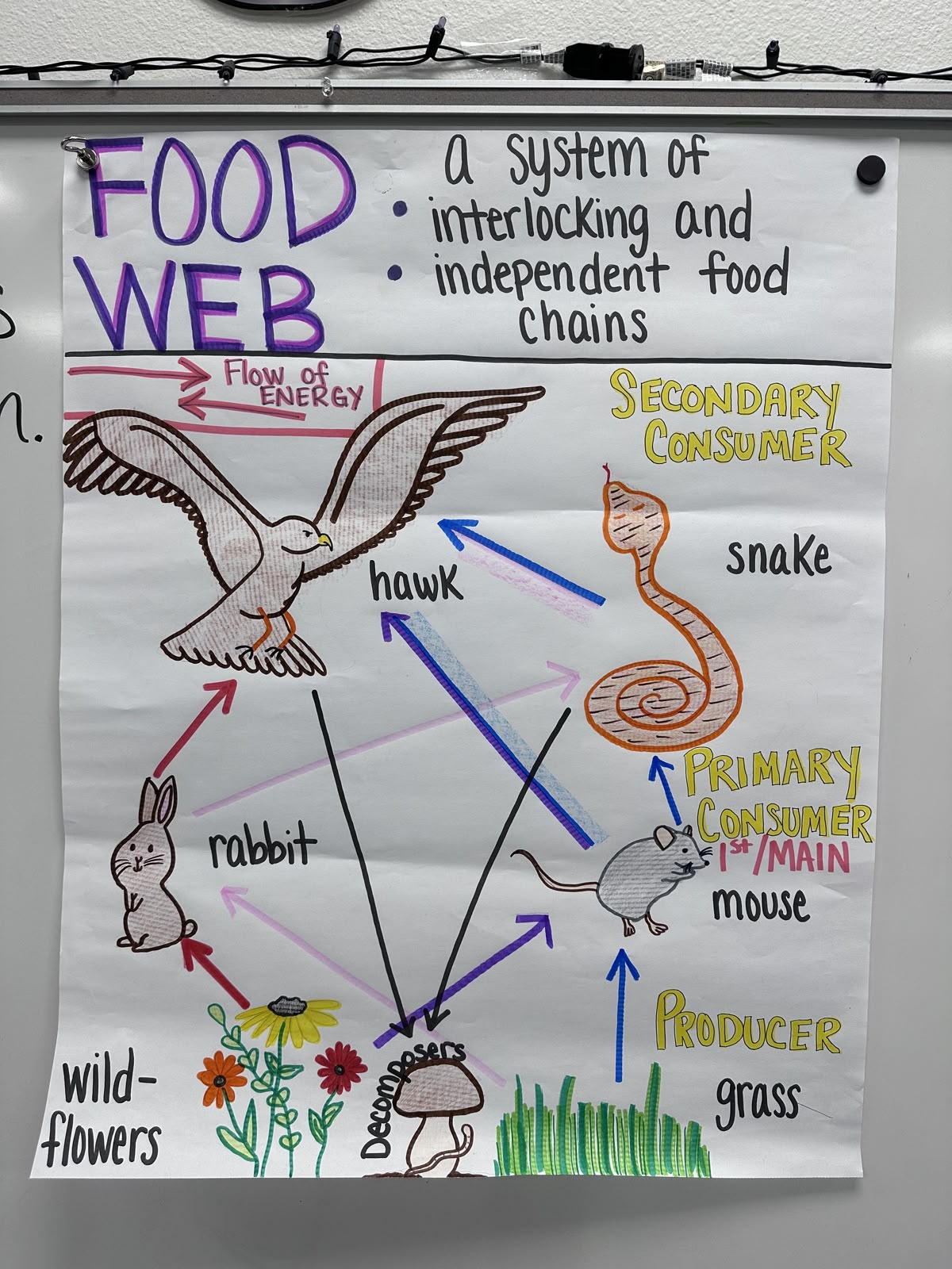 25 Fun Food Web and Food Chain Activities - Asha Modern School
