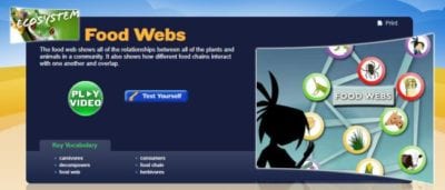 25 Fun Food Web and Food Chain Activities