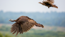 Can Turkeys Fly?