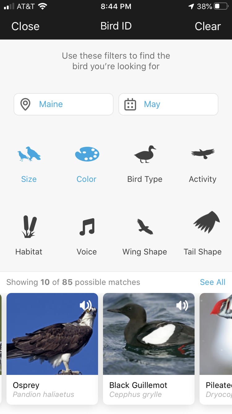 Birding for Kids - 19 Easy Ways to Get Kids into Birding