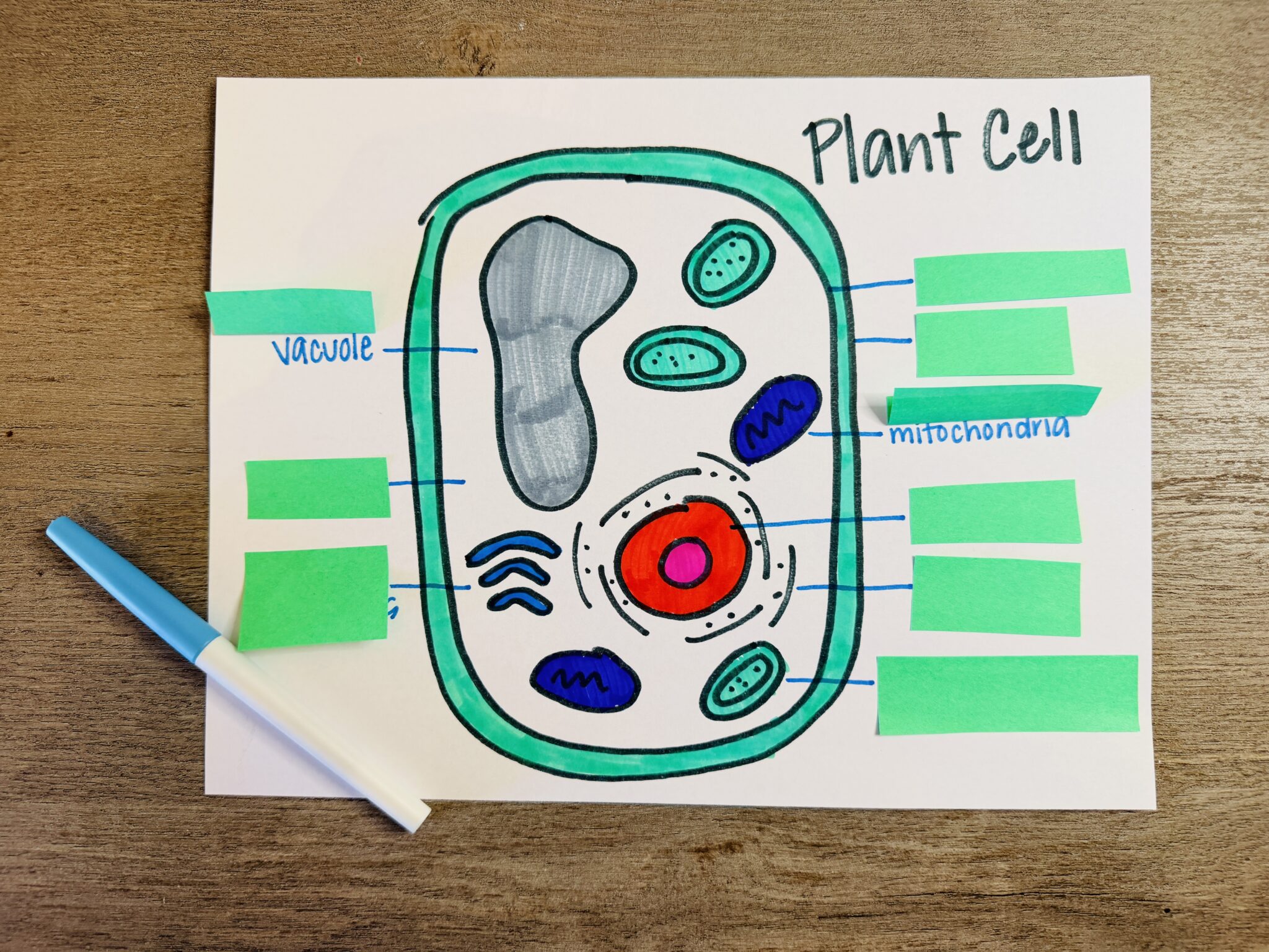30 Creative Plant Cell Project Ideas To Try This Year