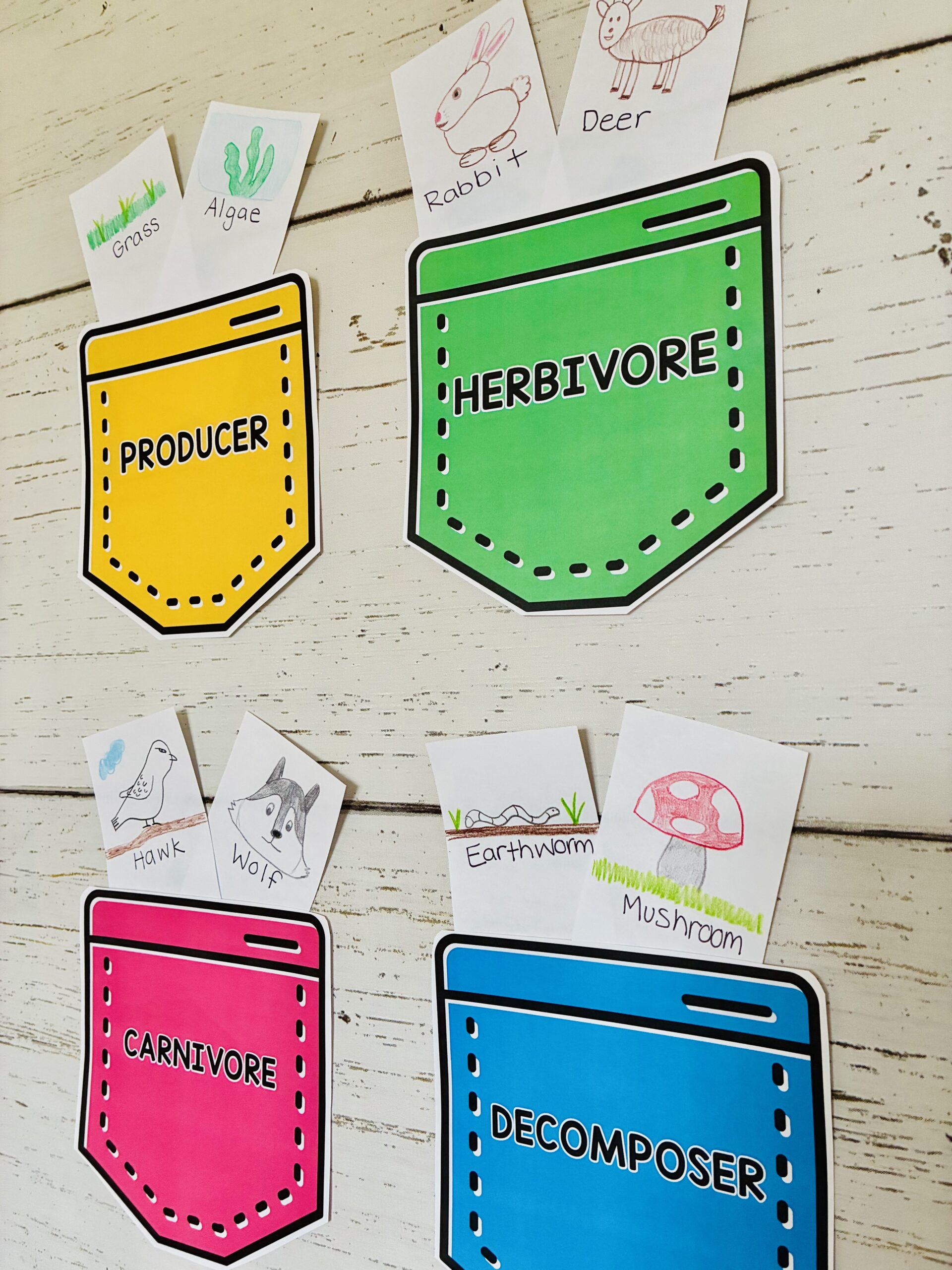 27 Fun Food Web and Food Chain Activities