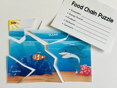 27 Fun Food Web and Food Chain Activities