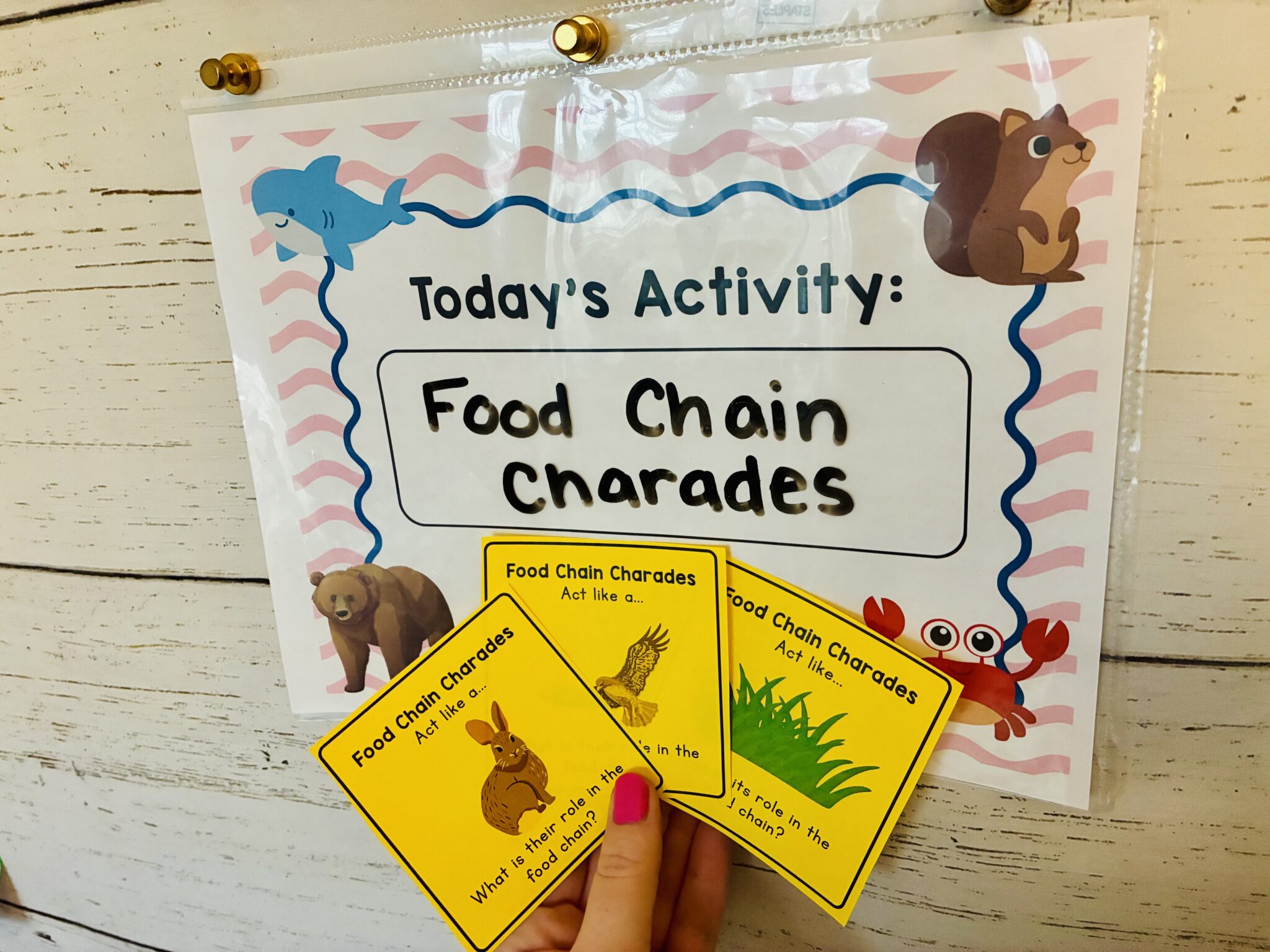 27 Fun Food Web and Food Chain Activities