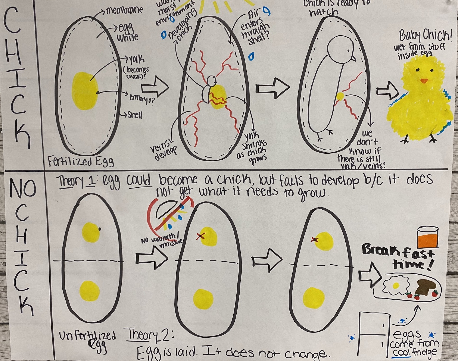 Anchor Charts 101: Why and How To Use Them