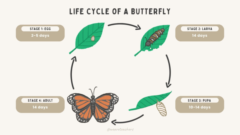 Butterfly Life Cycle (Free Google Slides and More)