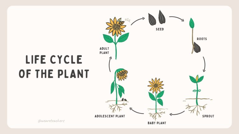 Plant Life Cycle: Classroom Resources and Free Google Slides