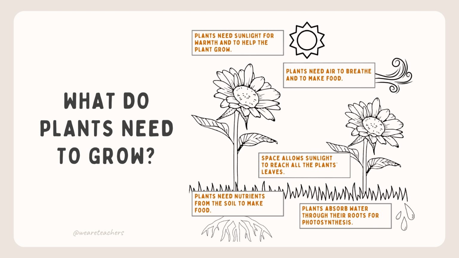 Plant Life Cycle: Classroom Resources and Free Google Slides