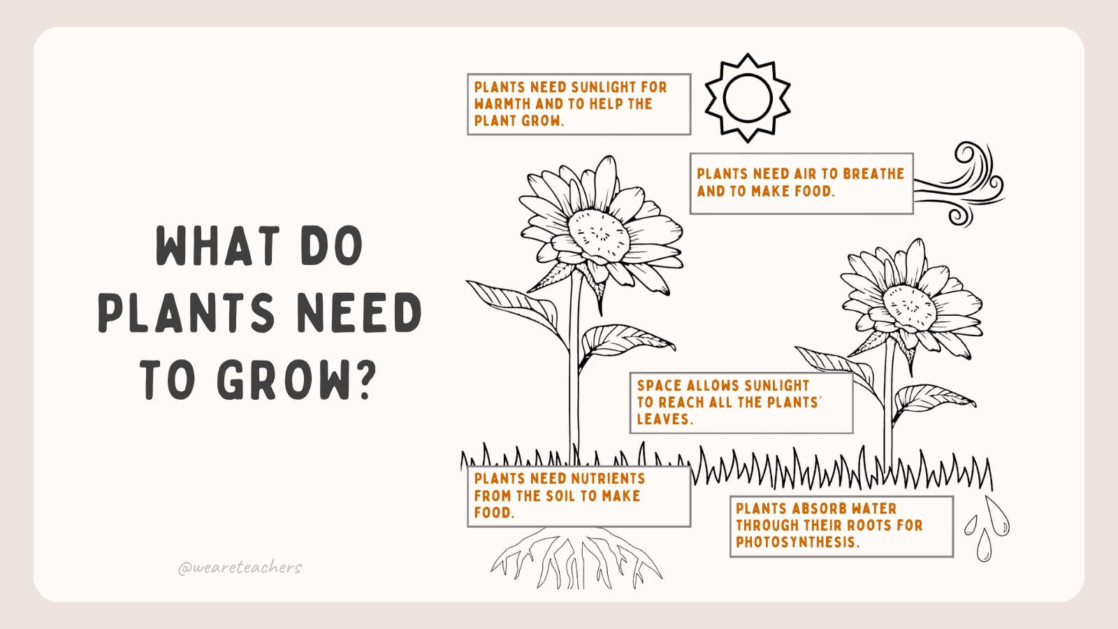 Plant Life Cycle: Classroom Resources and Free Google Slides