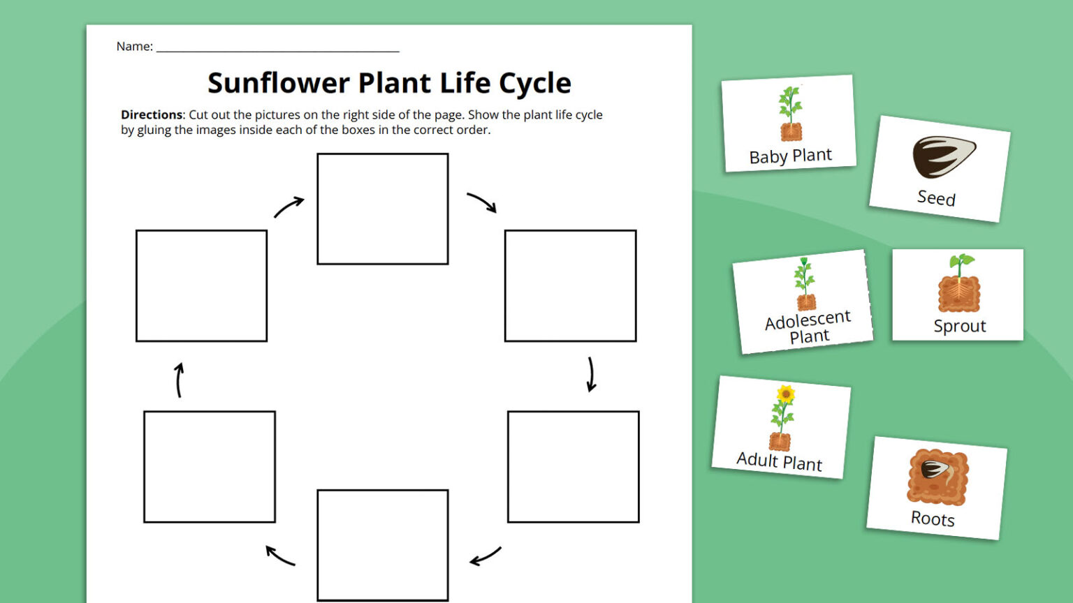 Plant Life Cycle Worksheet Bundle (Free Printables)