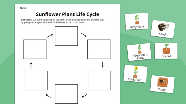 Plant Life Cycle Worksheet Bundle (Free Printables)
