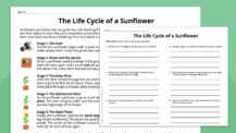 Plant Life Cycle Worksheet Bundle (Free Printables)