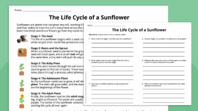 Plant Life Cycle Worksheet Bundle (Free Printables)