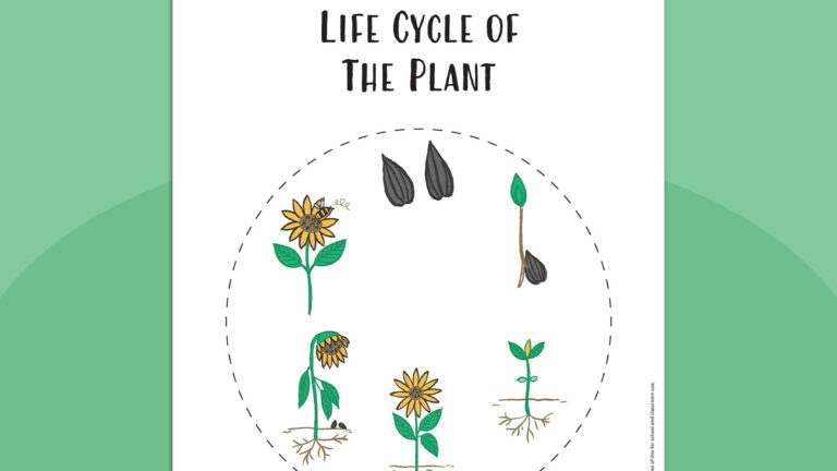 Plant Life Cycle Worksheet Bundle (Free Printables)