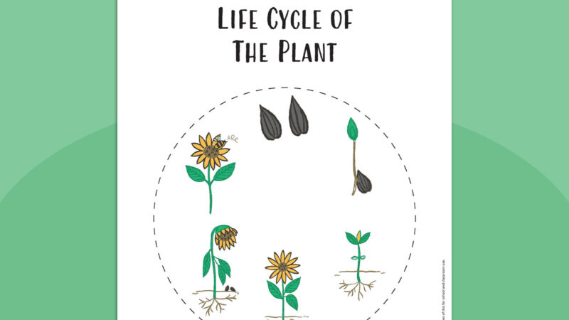 Plant Life Cycle Worksheet Bundle (Free Printables)