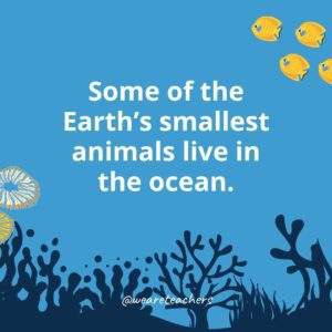 53 Ocean Facts That Will Amaze You