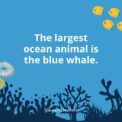 53 Ocean Facts That Will Amaze You