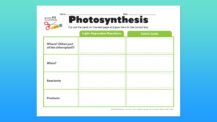 Photosynthesis Worksheets for Middle + High School. Free to Print!