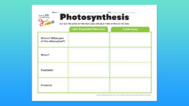 Photosynthesis Worksheets for Middle + High School. Free to Print!