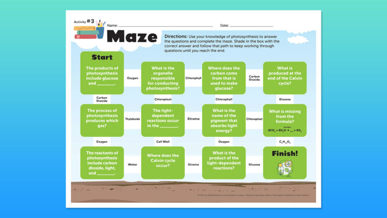 Photosynthesis Worksheets for Middle + High School. Free to Print!