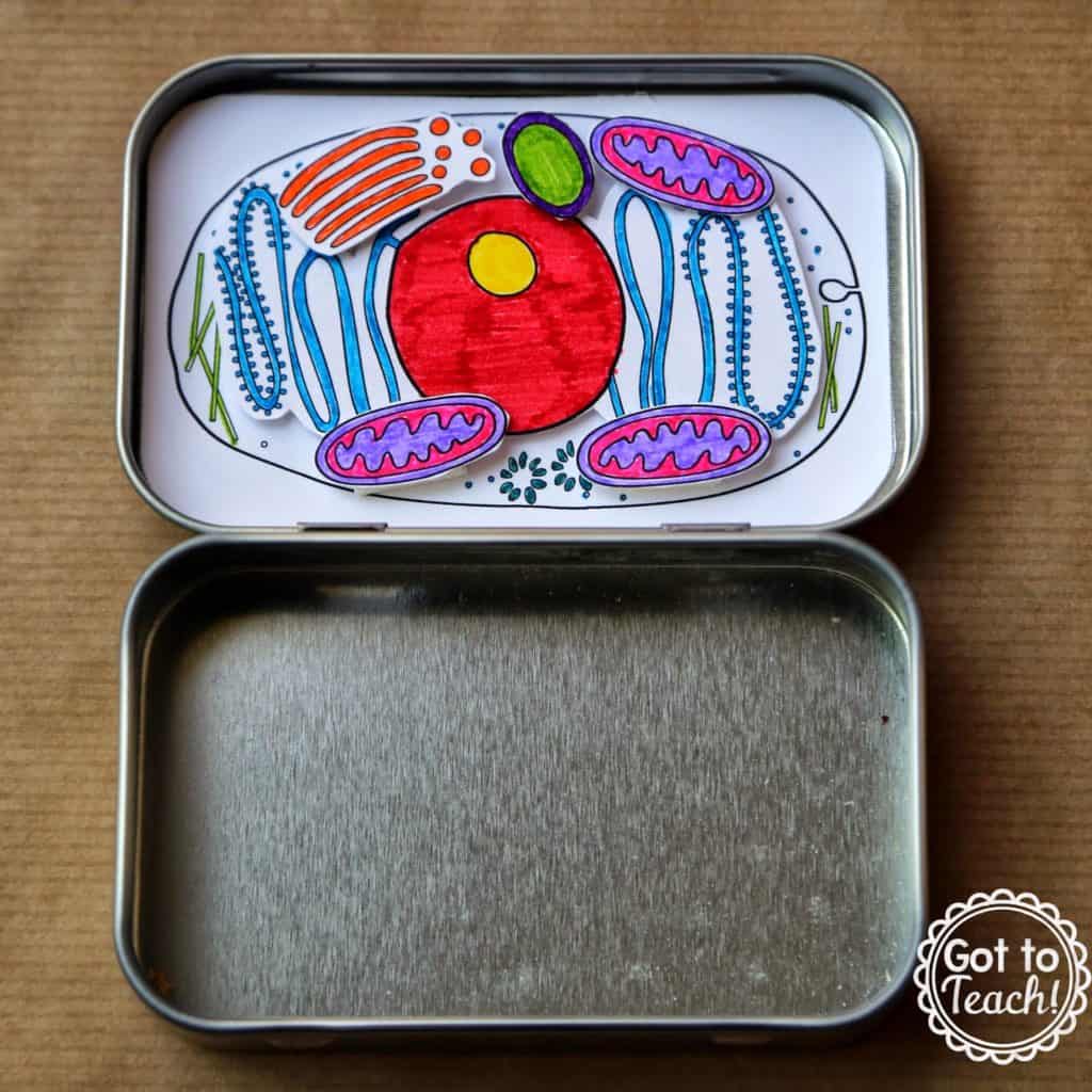 30 Creative Plant Cell Project Ideas To Try This Year