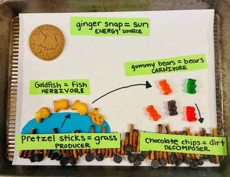 27 Fun Food Web and Food Chain Activities