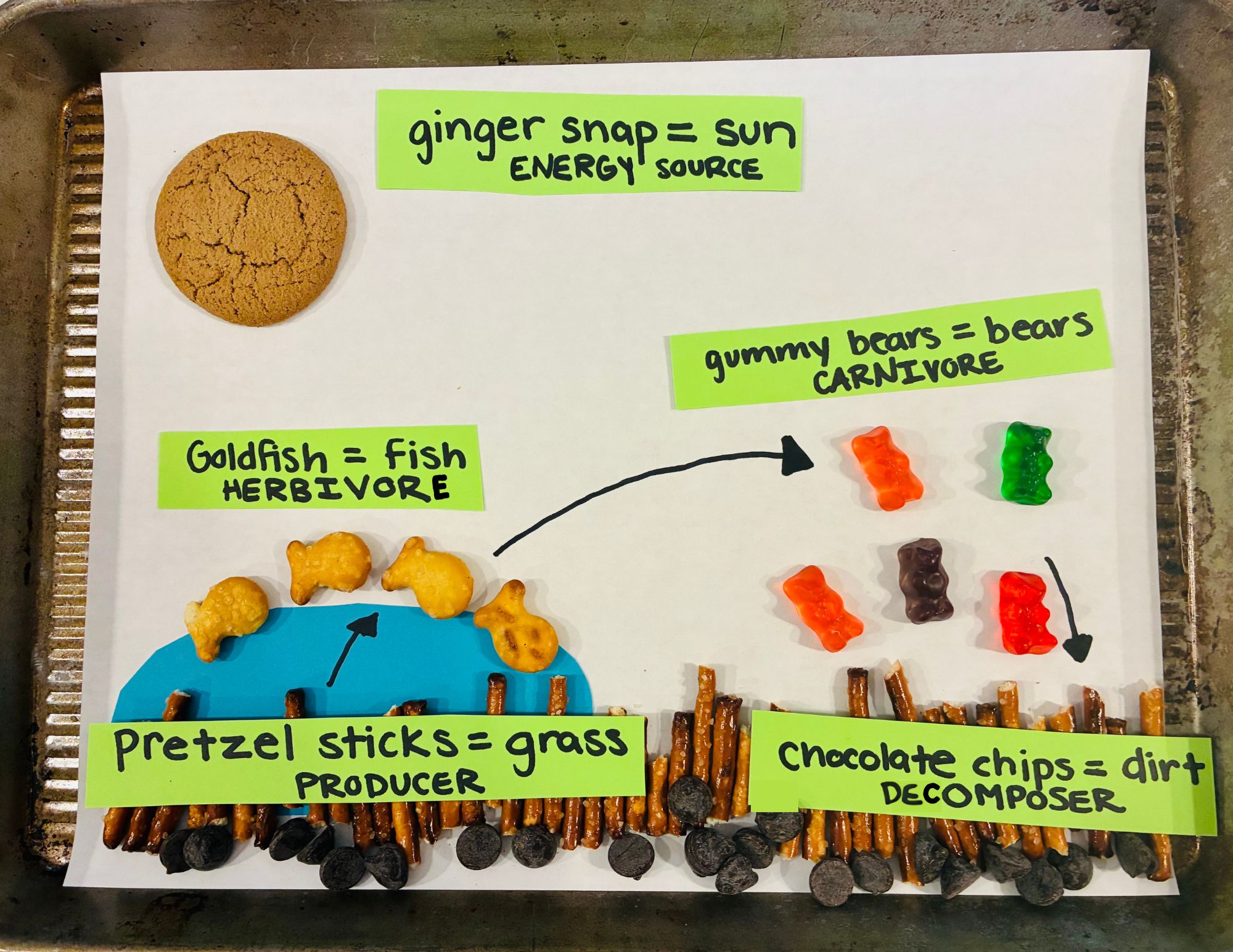 27 Fun Food Web and Food Chain Activities